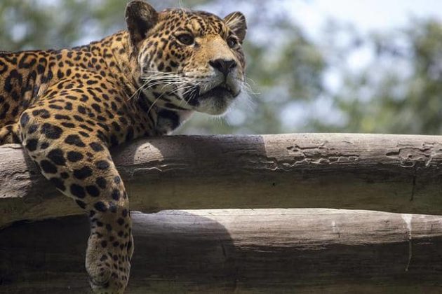 Flora y Fauna de la Selva Baja: Especies Representativas