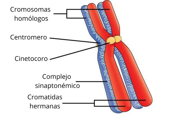 Cinetocoro: qué es, formación, funciones