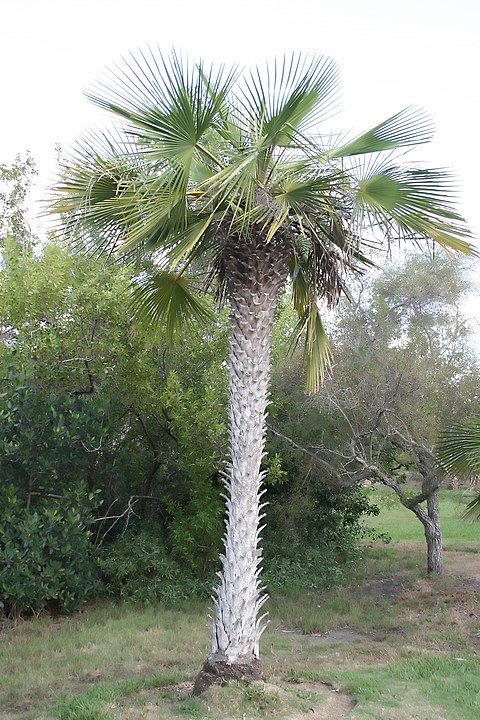 Flora y fauna de la sabana: especies representativas (fotos) - Lifeder