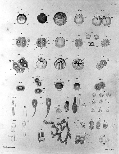 Robert Remak: Biografía y Aportaciones