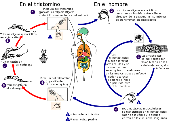 Trypanosoma Cruzi Qué Es Características Ciclo De Vida Síntomas
