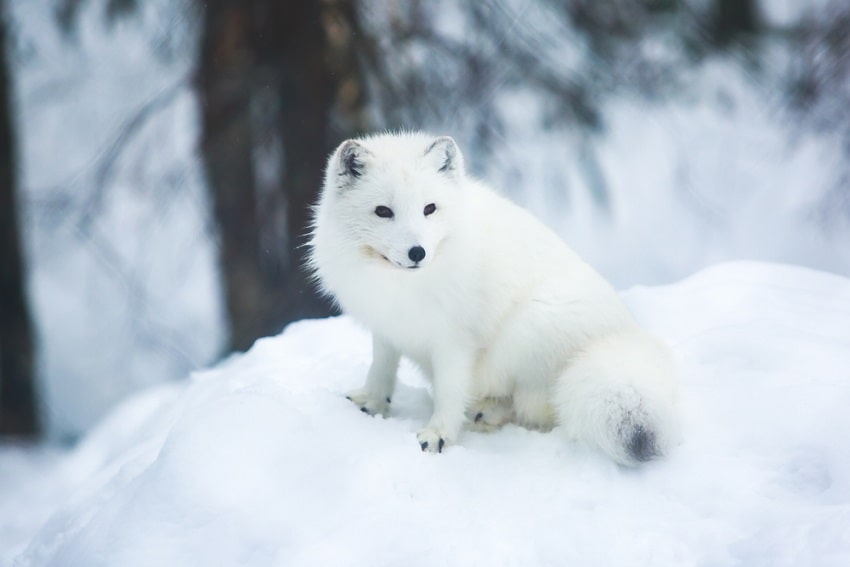 Tundra: características, tipos, flora, fauna