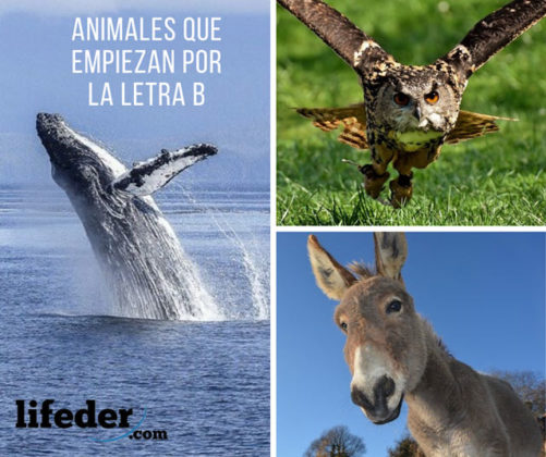 Los 13 Animales que Empiezan con R Más Relevantes