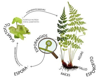 Ciclo de vida del helecho: fases y características (con imágenes)