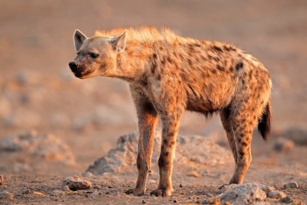 Lista de 19 animales que empiezan con H