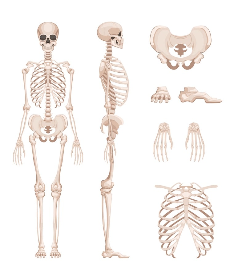 Osteología: qué estudia y conceptos básicos