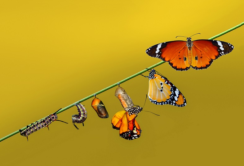 Ciclo de vida de la mariposa: fases y características (con imágenes)