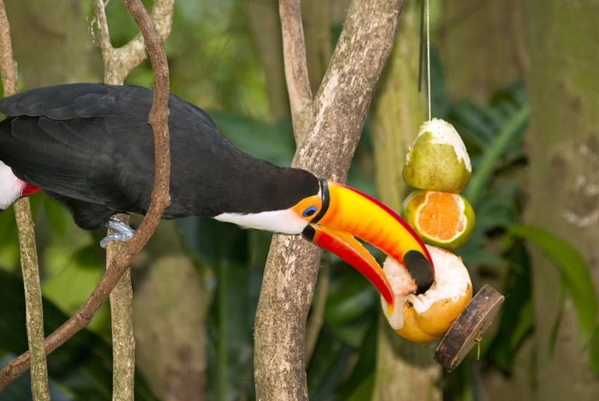 Clasificación de los Animales Según su Alimentación (Ejemplos)