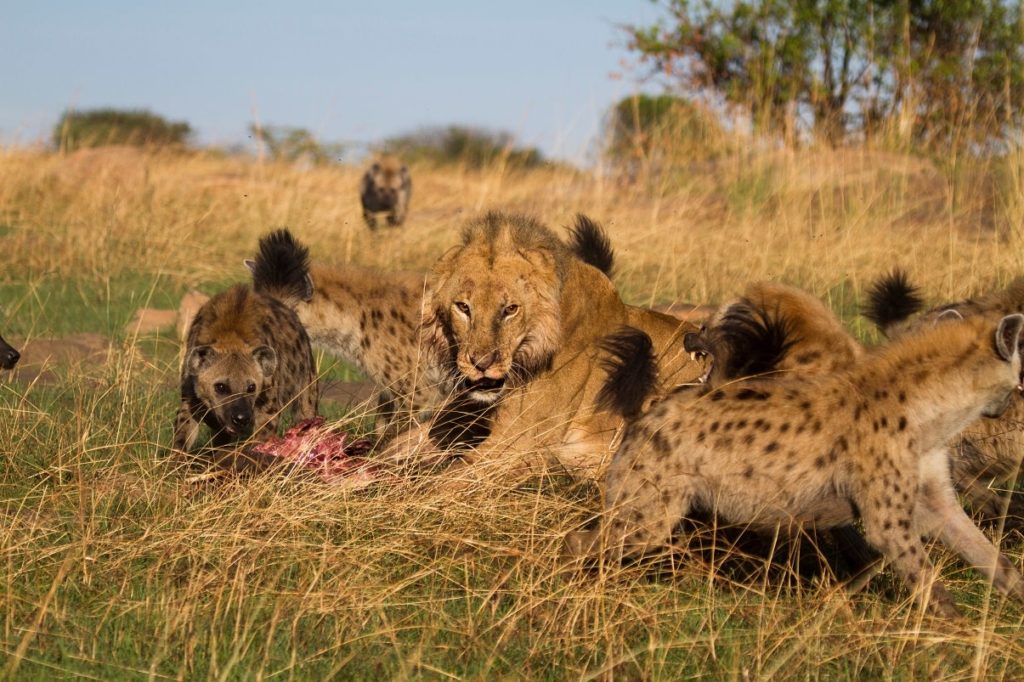 Competencia (biología): características, tipos, ejemplos