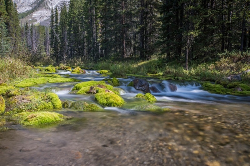 Ecosistema de agua dulce: características, flora, fauna, ejemplos Ecosistema de agua dulce: características, flora, fauna, ejemplos