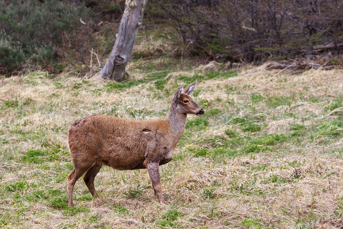 37 animales en peligro de extinción en Chile - Lifeder