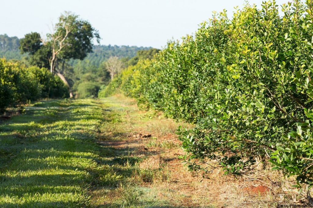 Circuito Productivo de la Yerba Mate: Etapas y Características