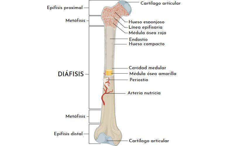 Diáfisis: qué es, composición, funciones y fracturas
