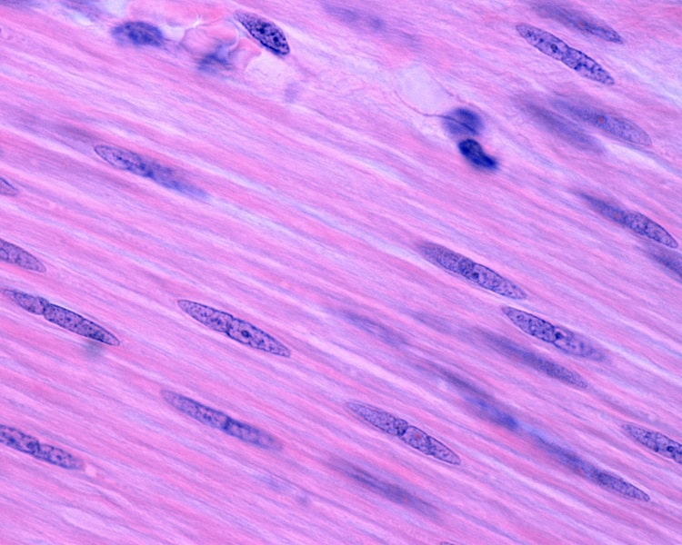 Fibra muscular: estructura, tipos y funciones