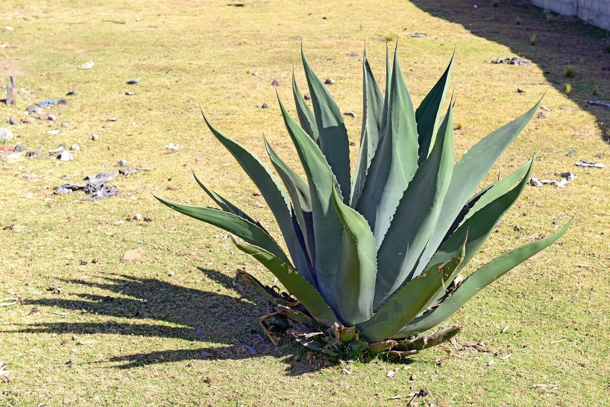Noroeste de México: estados, clima, cultura, flora Noroeste de México: estados, clima, cultura, flora