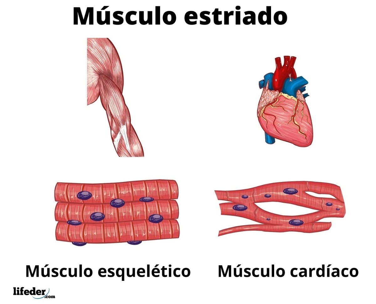 Fibra muscular: estructura, tipos y funciones