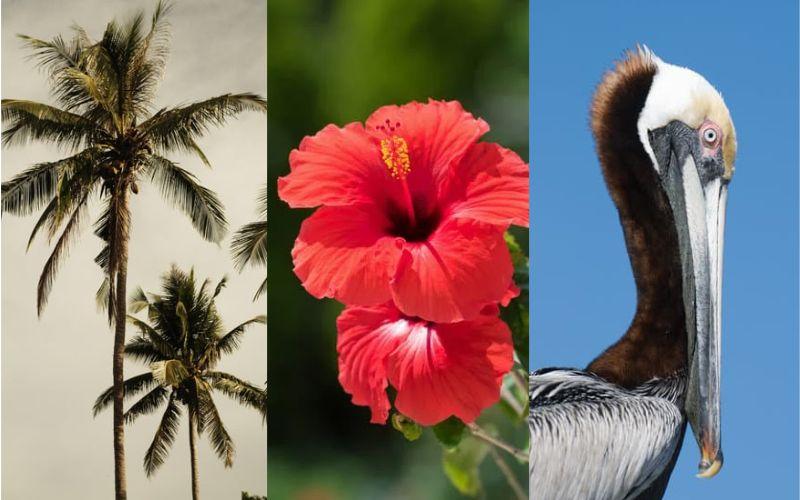 Los Simbolos Patrios De Venezuela Y Su Significado Pdf Gratis ...