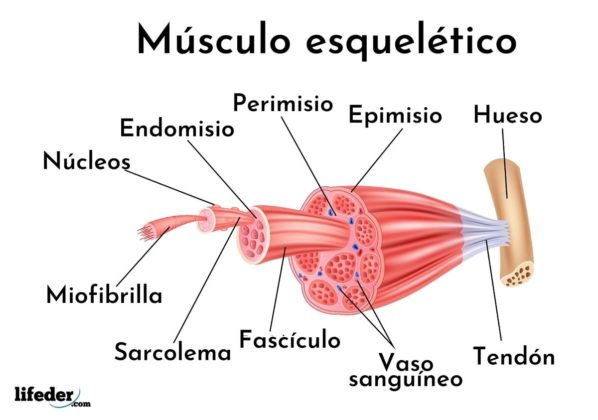 Huso muscular: qué es, funciones y fisiología