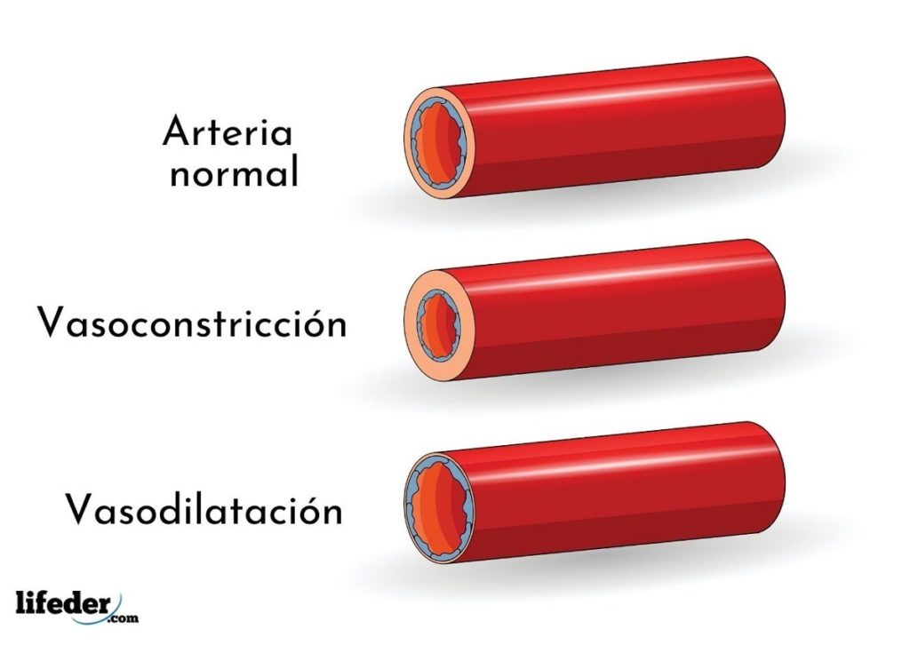 Vasodilatación: qué es, causas, tipos, efectos