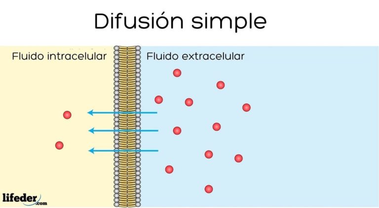 Difusión simple: proceso y ejemplos