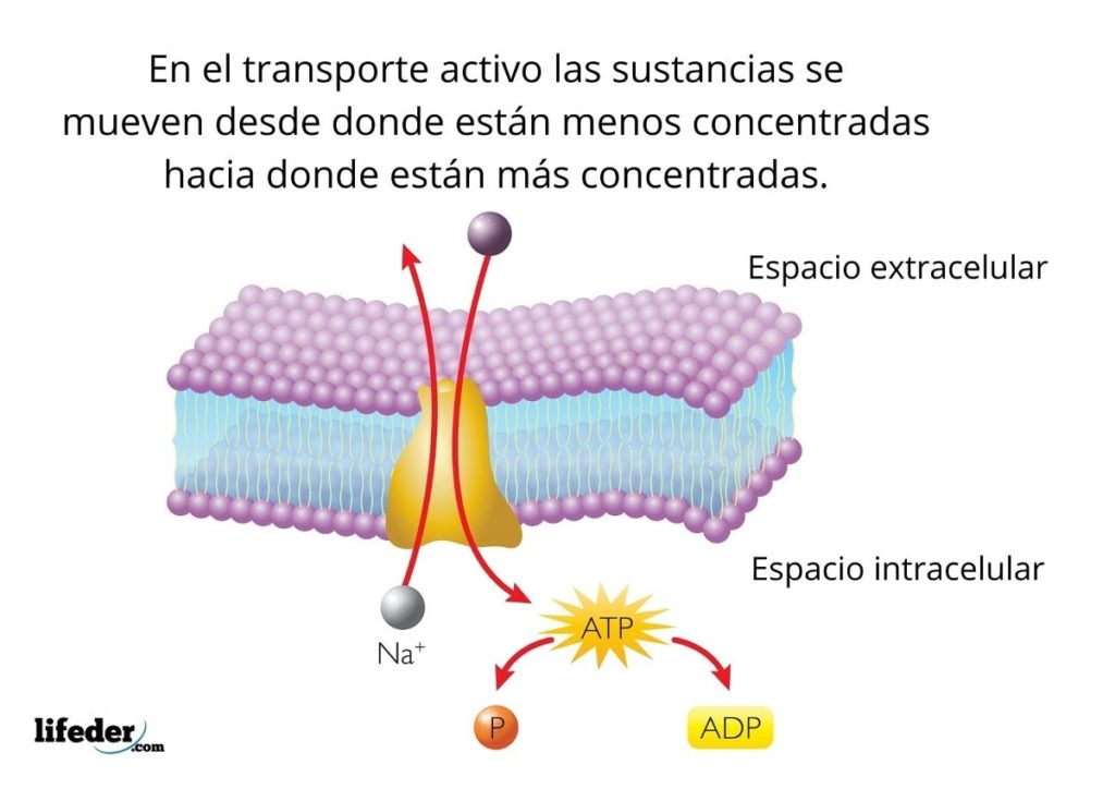 Transporte activo: qué es, primario, secundario, ejemplos