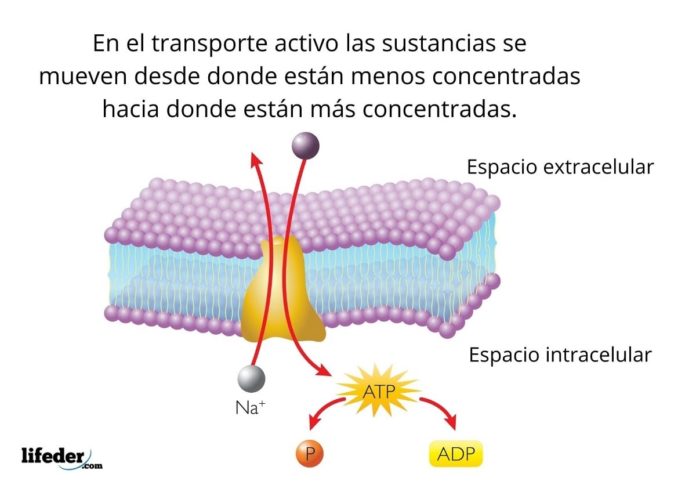 Transporte activo: qué es, primario, secundario, ejemplos Transporte activo: qué es, primario, secundario, ejemplos