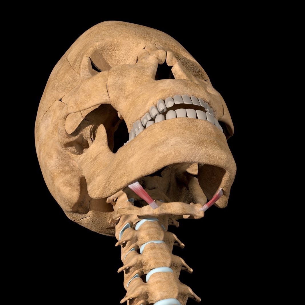 Músculo estilohioideo: origen, inserción, relaciones, funciones