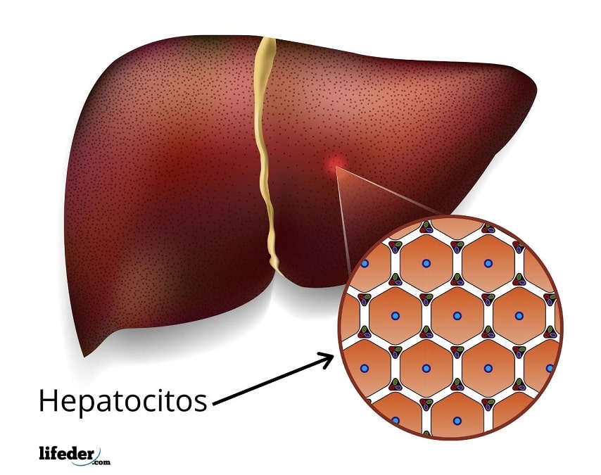 Hepatocitos: función, estructura e histología