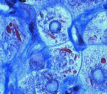 Hepatocitos: función, estructura e histología