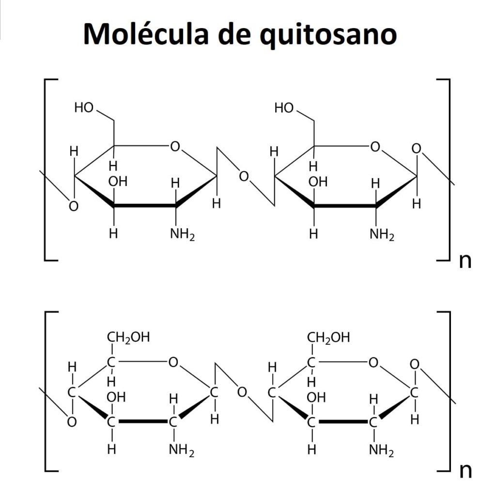 Quitosano: estructura, propiedades, usos, ventajas