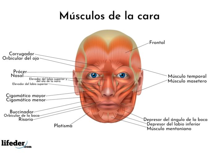 Músculos de la cara: descripción y funciones (con imágenes)