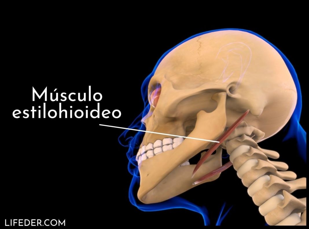 Músculos del cuello: funciones y anatomía (anterior, lateral, posterior)