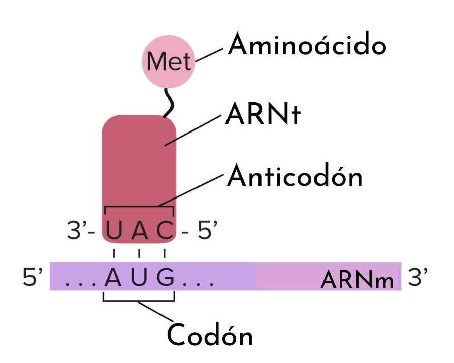 Anticodón Descripción Funciones Y Diferencia Con Codón