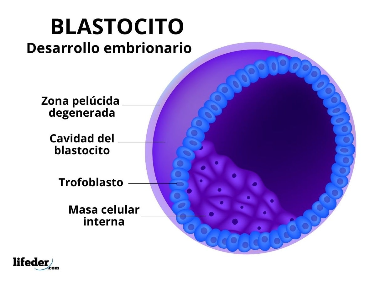 Trofoblasto: qué es, función, capas, enfermedades