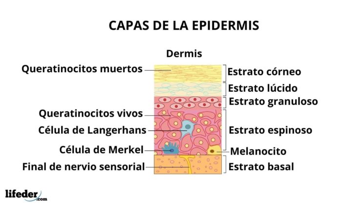 Queratinocitos: características, funciones, tipos, cultivo