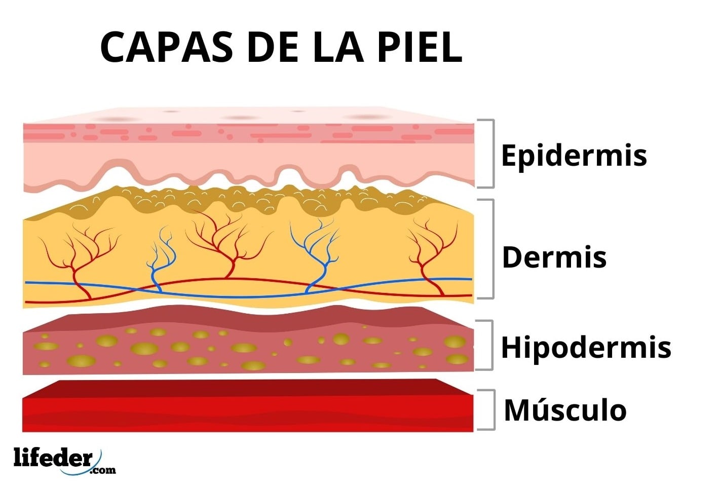 Queratinocitos: características, funciones, tipos, cultivo