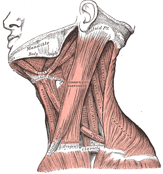 Músculos del Cuello: Clasificación y Funciones - Lifeder