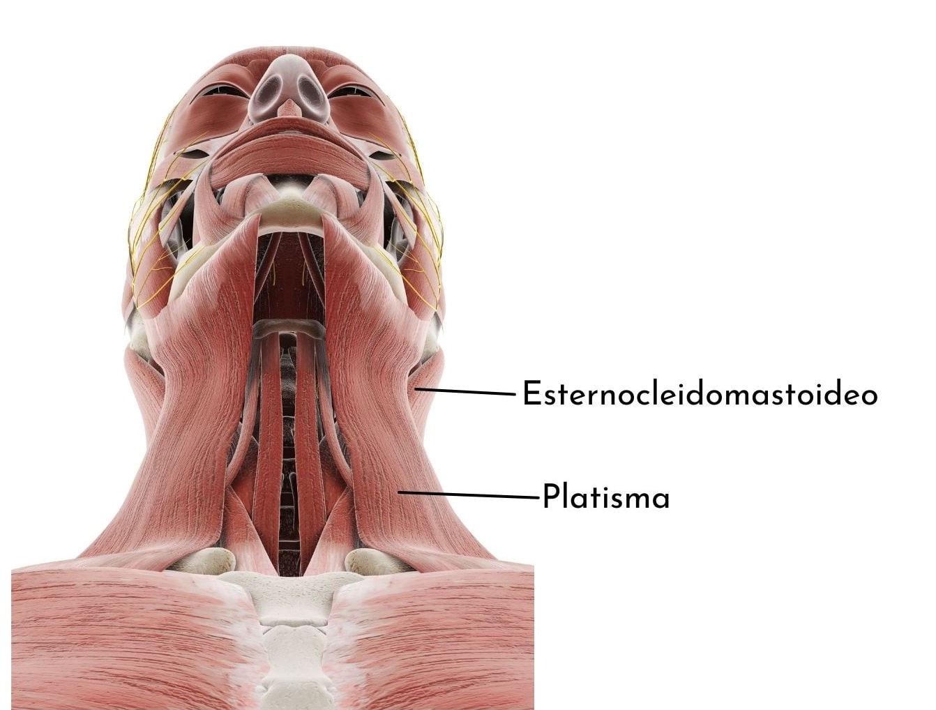 Músculos del cuello: funciones y anatomía (anterior, lateral, posterior) Músculos del cuello: funciones y anatomía (anterior, lateral, posterior)