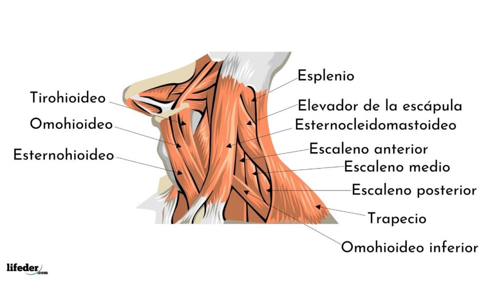 Músculos del cuello: funciones y anatomía (anterior, lateral, posterior)
