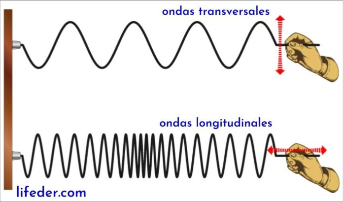 Onda transversal: qué es, concepto, características, ejemplos