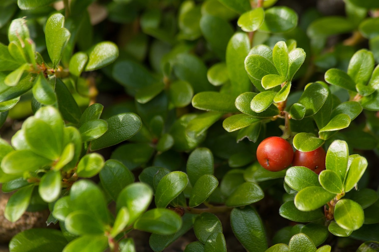 Pingüica: información nutricional, propiedades, efectos secundarios