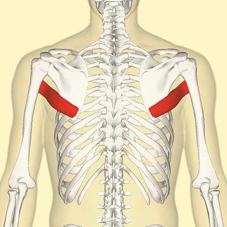 Músculos del Hombro y sus Funciones - Lifeder