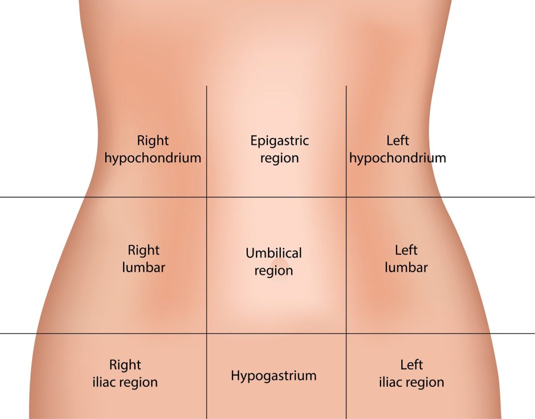 Anatomía topográfica: qué estudia, regiones anatómicas, aplicaciones