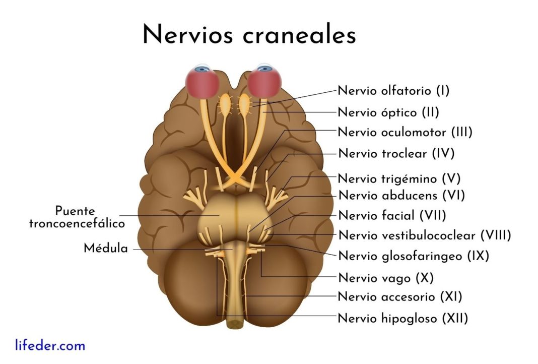 Pares craneales: origen real y aparente, funciones, anatomía