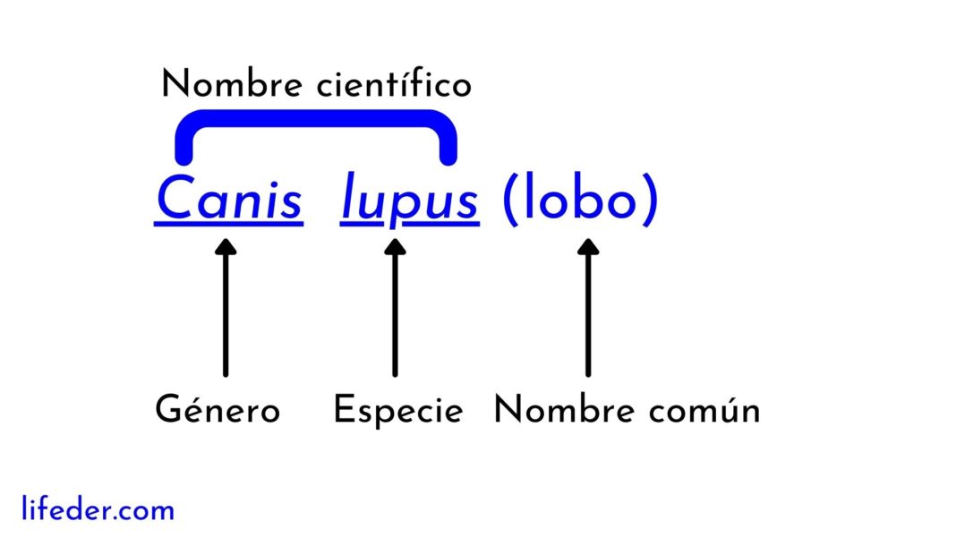 ¿Qué es la nomenclatura binomial?