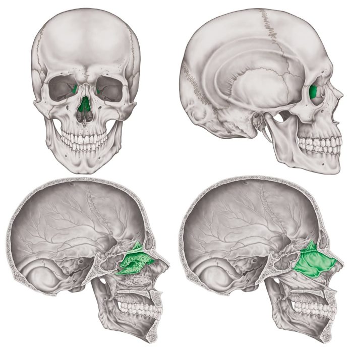 Hueso etmoides: concepto, características, partes, funciones