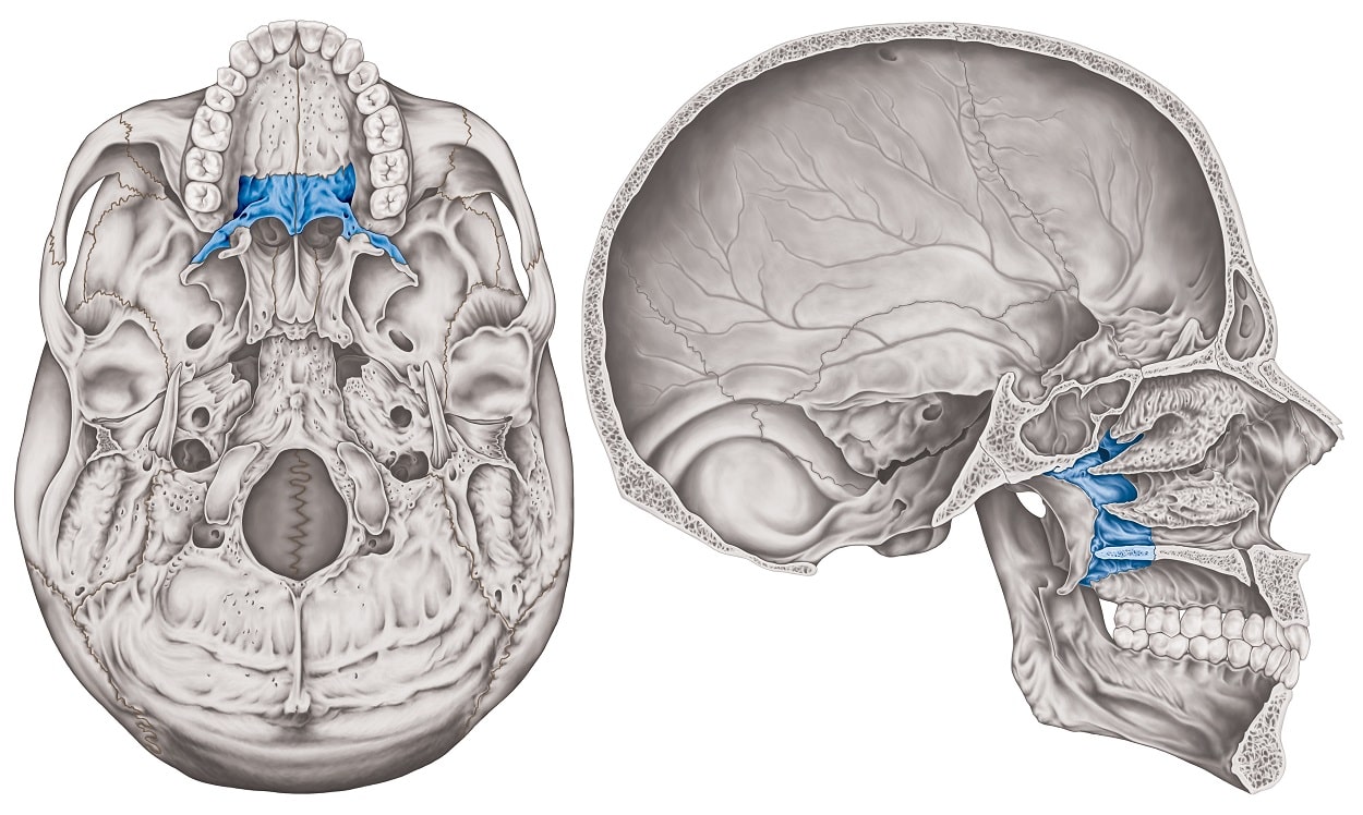 Hueso palatino: qué es, partes, funciones, patologías