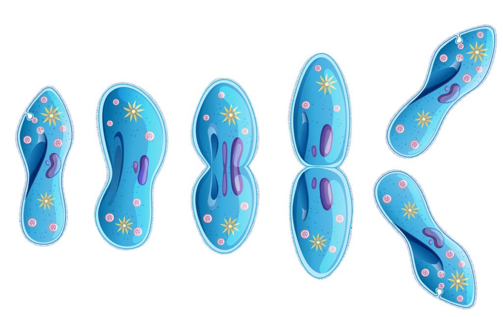 Paramecios: concepto, partes, alimentación, reproducción