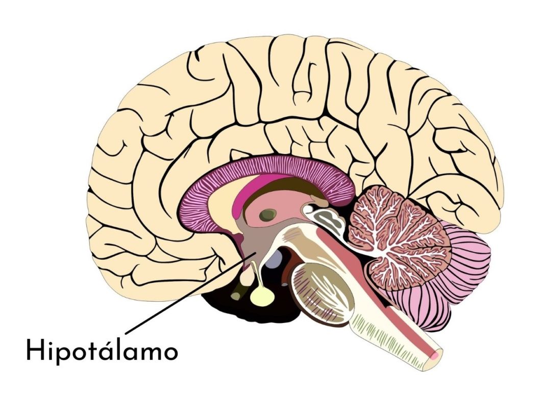 Hipotálamo: qué es, funciones, partes, anatomía, enfermedades
