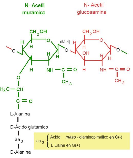 Peptidoglicano: síntesis, estructura, funciones